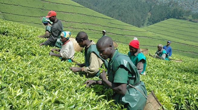 Ingano y'icyayi u Rwanda rwohereje hanze uyu mwaka yiyongereyeho 5.3%